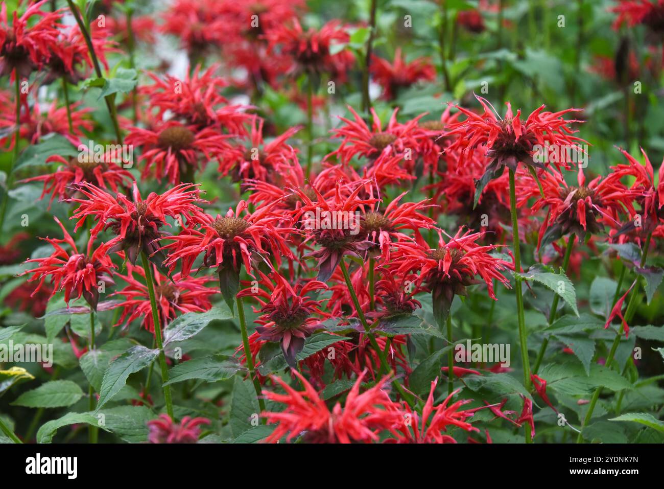 Beebalm's prolific flowers are a splash of vibrant red on the Lake Lure ...
