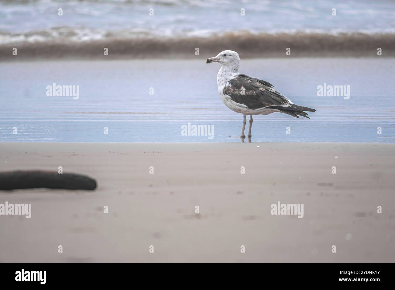 This image shows a seabird perched on the sandy shore, surrounded by ...