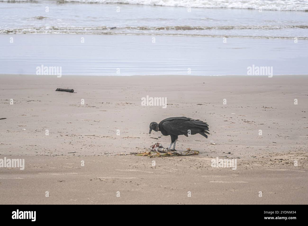This image depicts a group of vultures (Coragyps atratus), also known ...