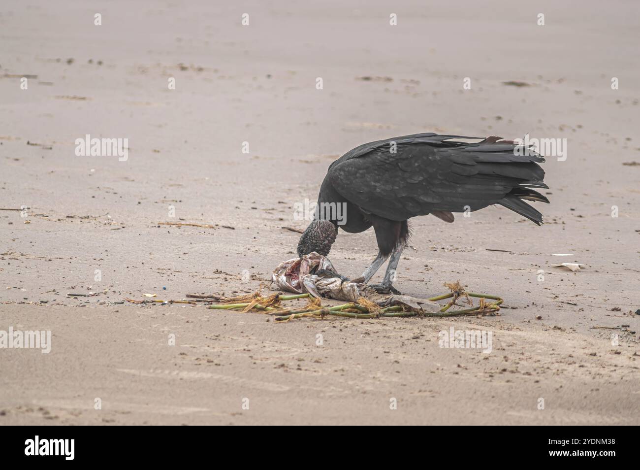 This image depicts a group of vultures (Coragyps atratus), also known ...