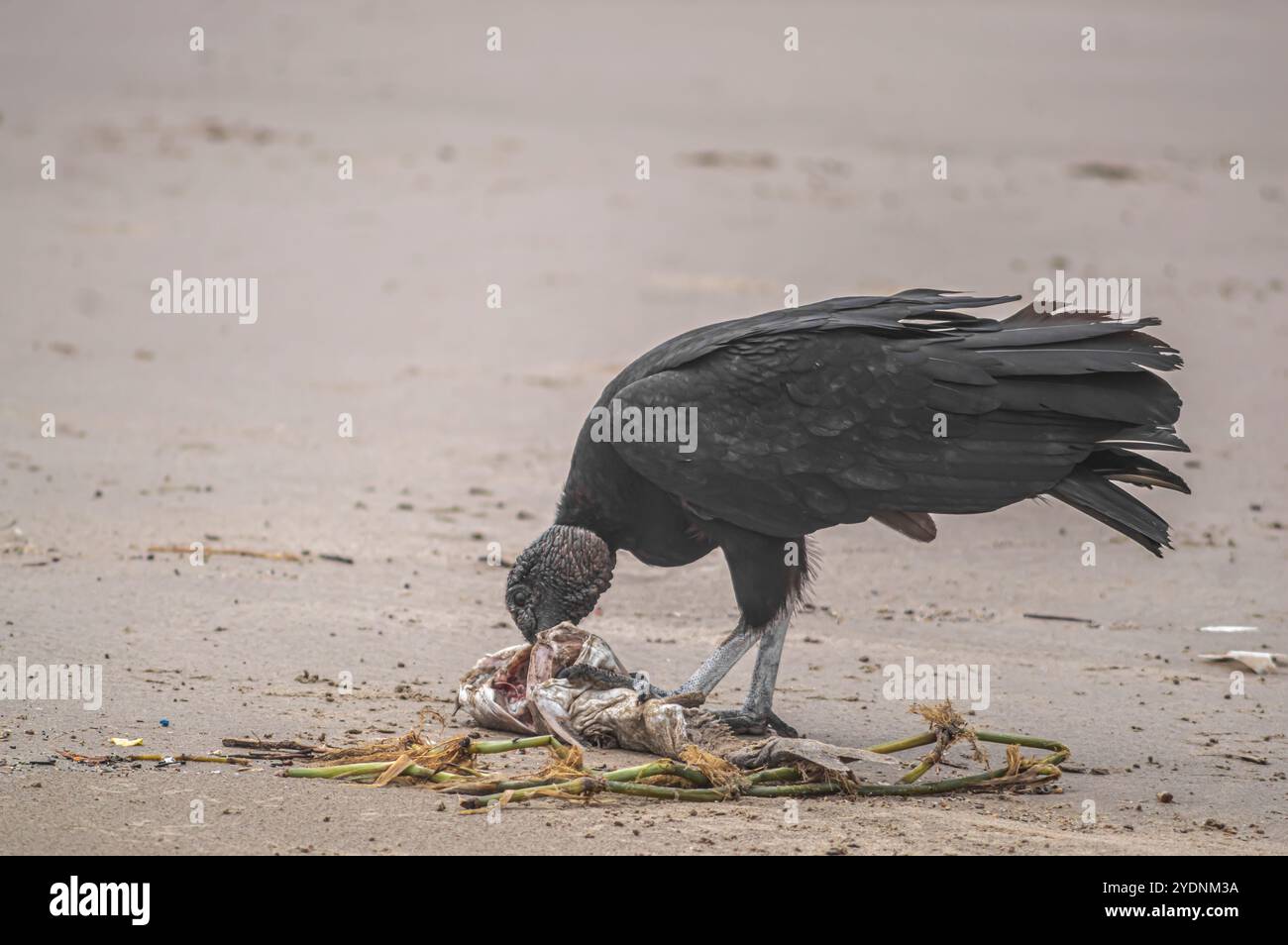 This image depicts a group of vultures (Coragyps atratus), also known ...