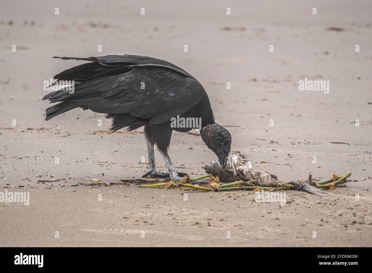 This image depicts a group of vultures (Coragyps atratus), also known ...