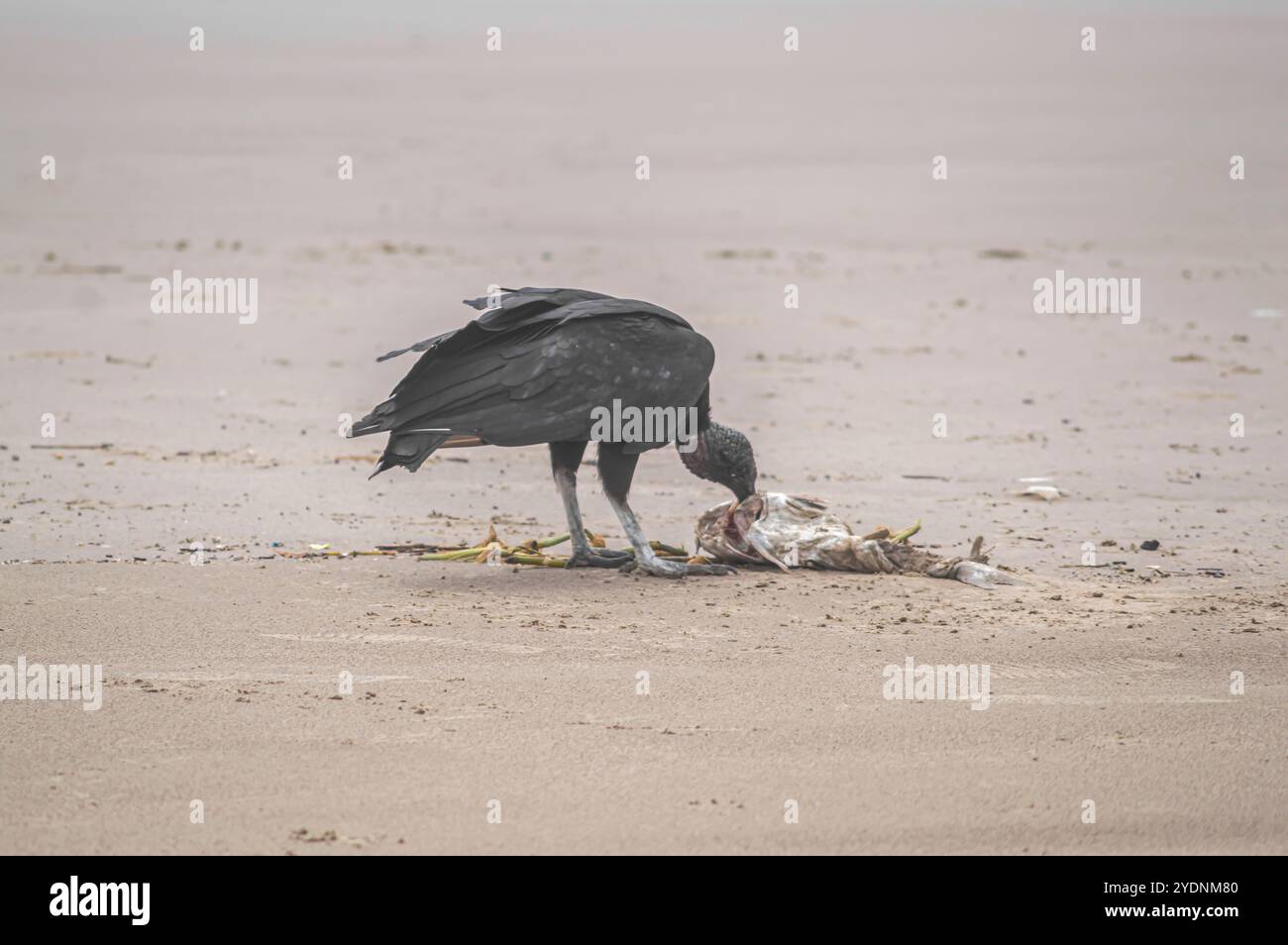 This image depicts a group of vultures (Coragyps atratus), also known ...