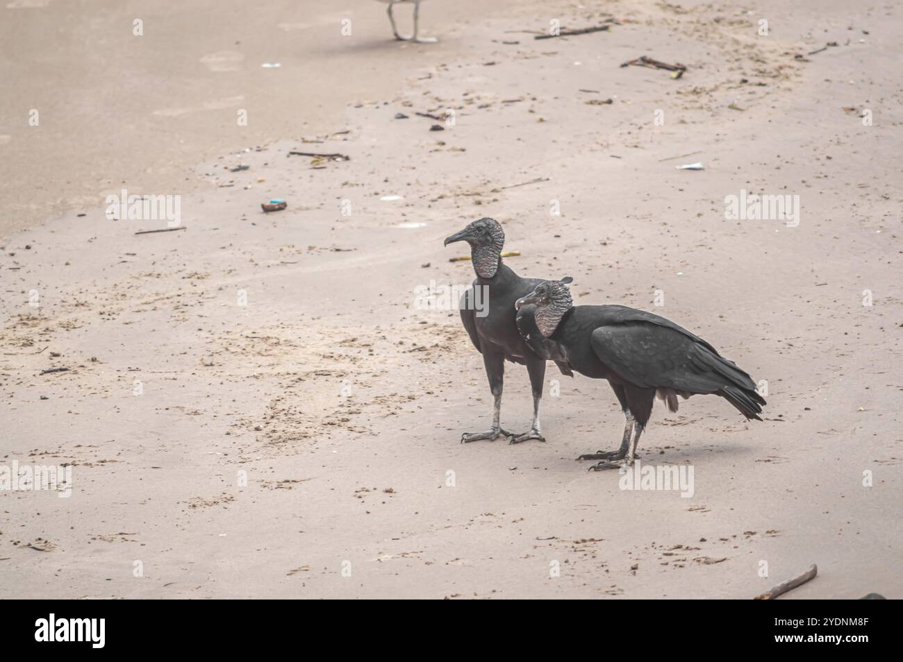 This image depicts a group of vultures (Coragyps atratus), also known ...