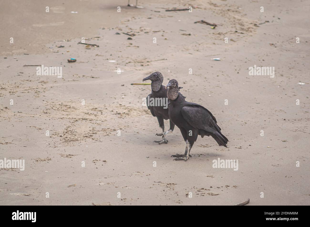 This image depicts a group of vultures (Coragyps atratus), also known ...