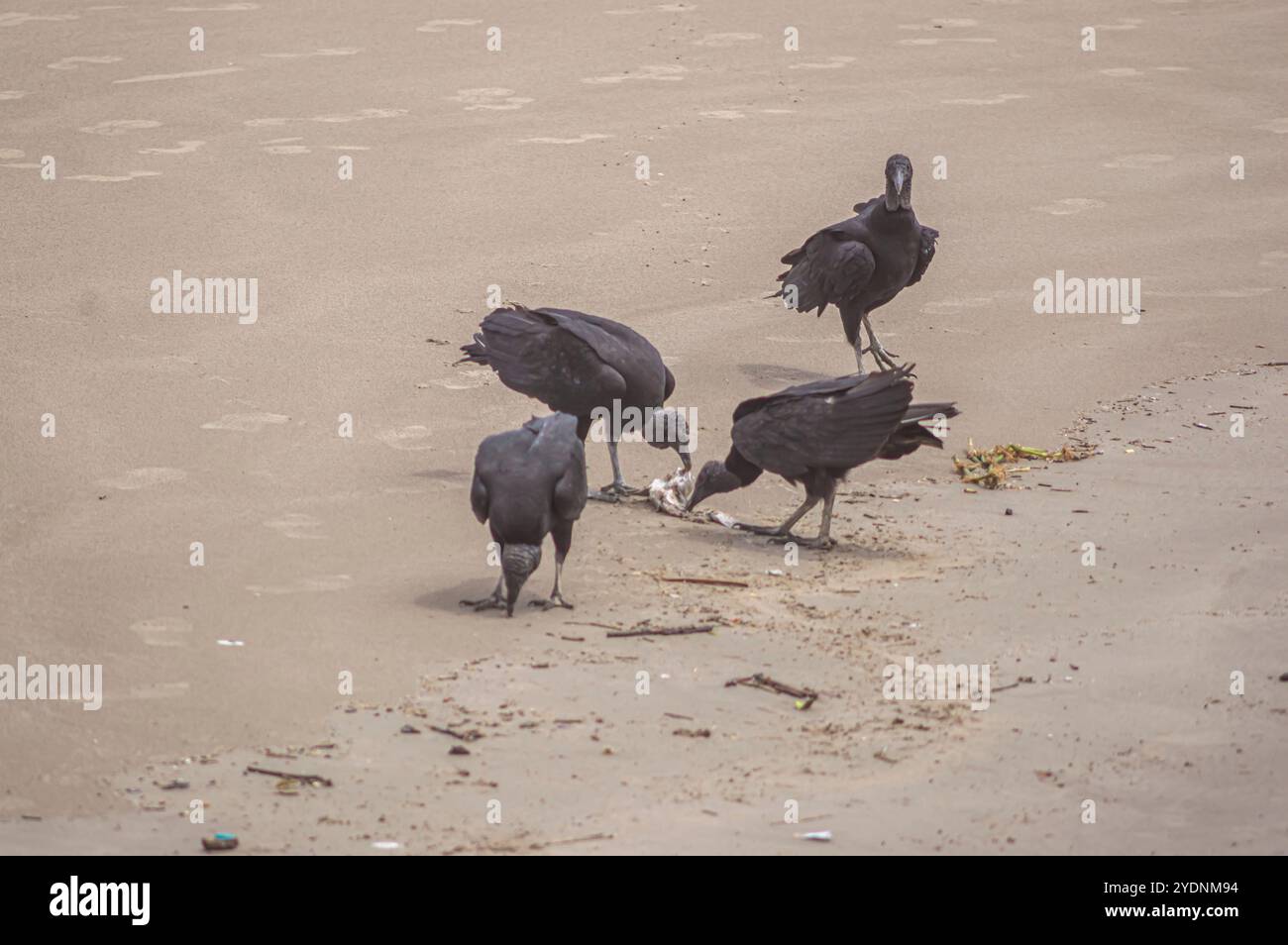This image depicts a group of vultures (Coragyps atratus), also known ...