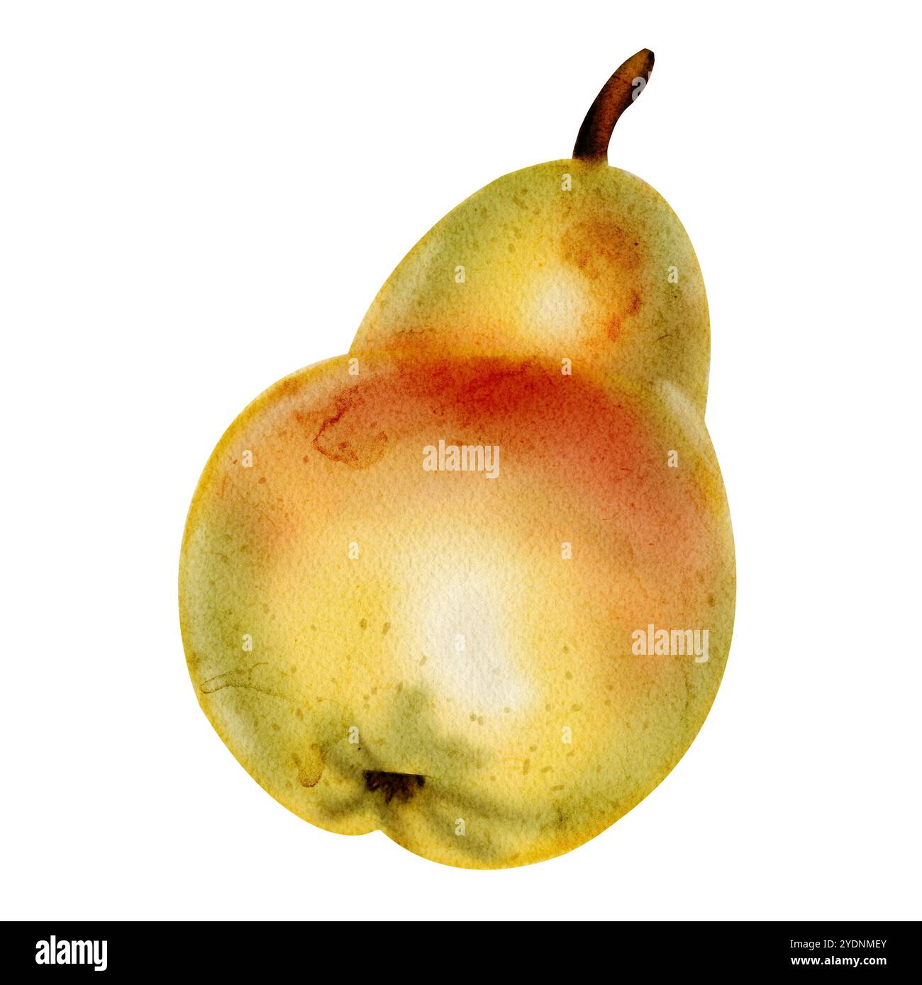 Green pear. Fruit with a small branch of green and yellow color. Side ...