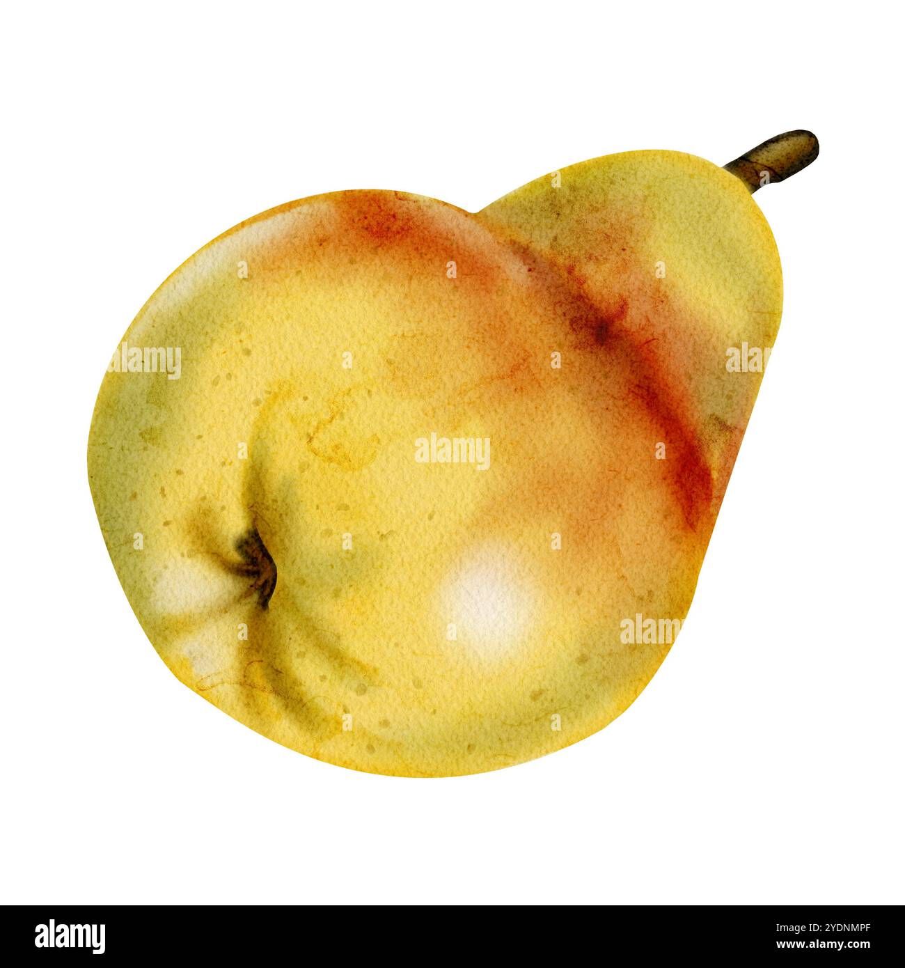 Green pear. Fruit with a small branch of green and yellow color. Side ...
