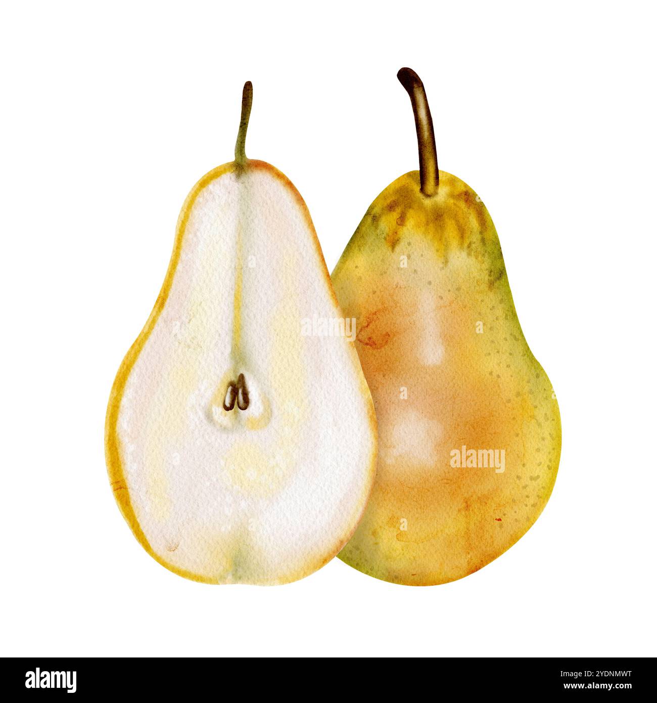 Composition with a pear and a half of a pear. Green fruits. Watercolor ...