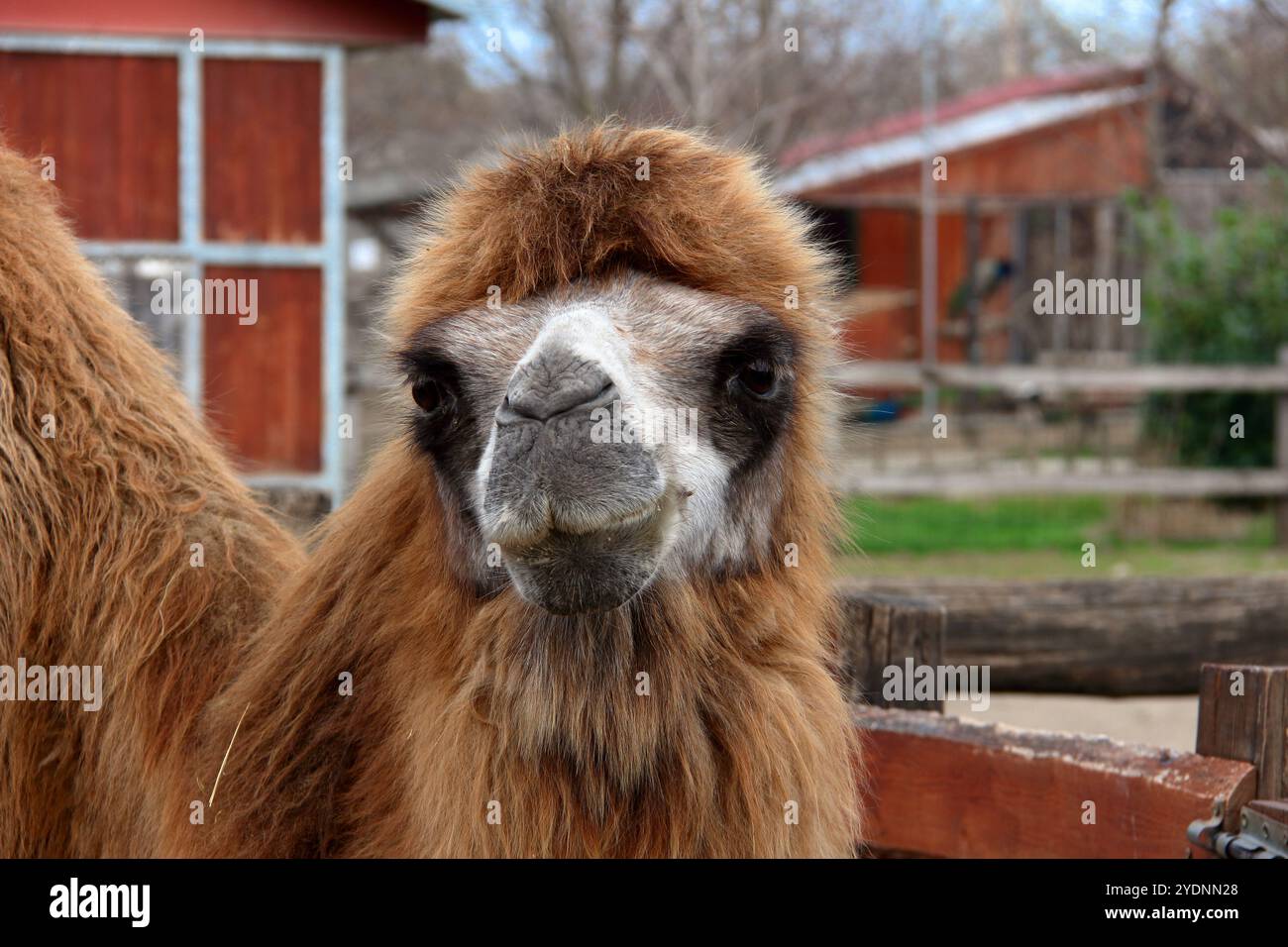 Close-up of a camel showing its distinctive and thick fur Stock Photo ...