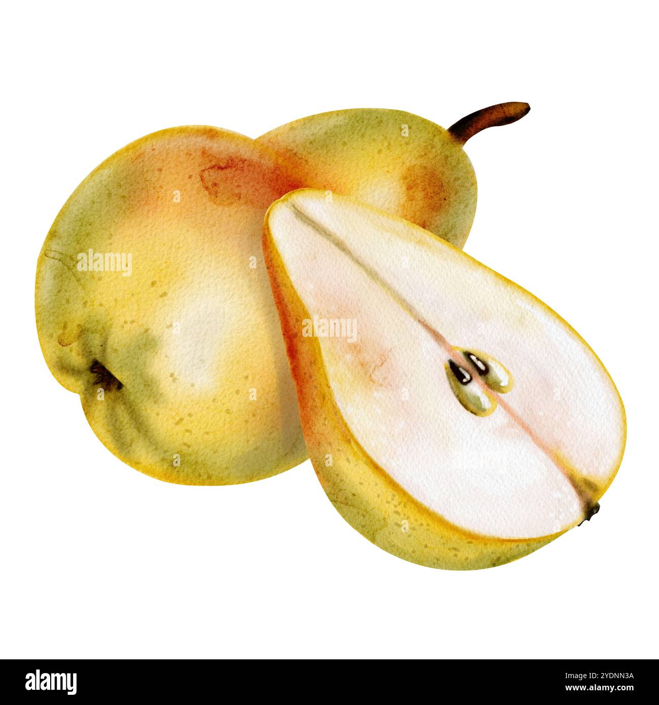 Composition with a pear and a half of a pear. Green fruits. Watercolor ...