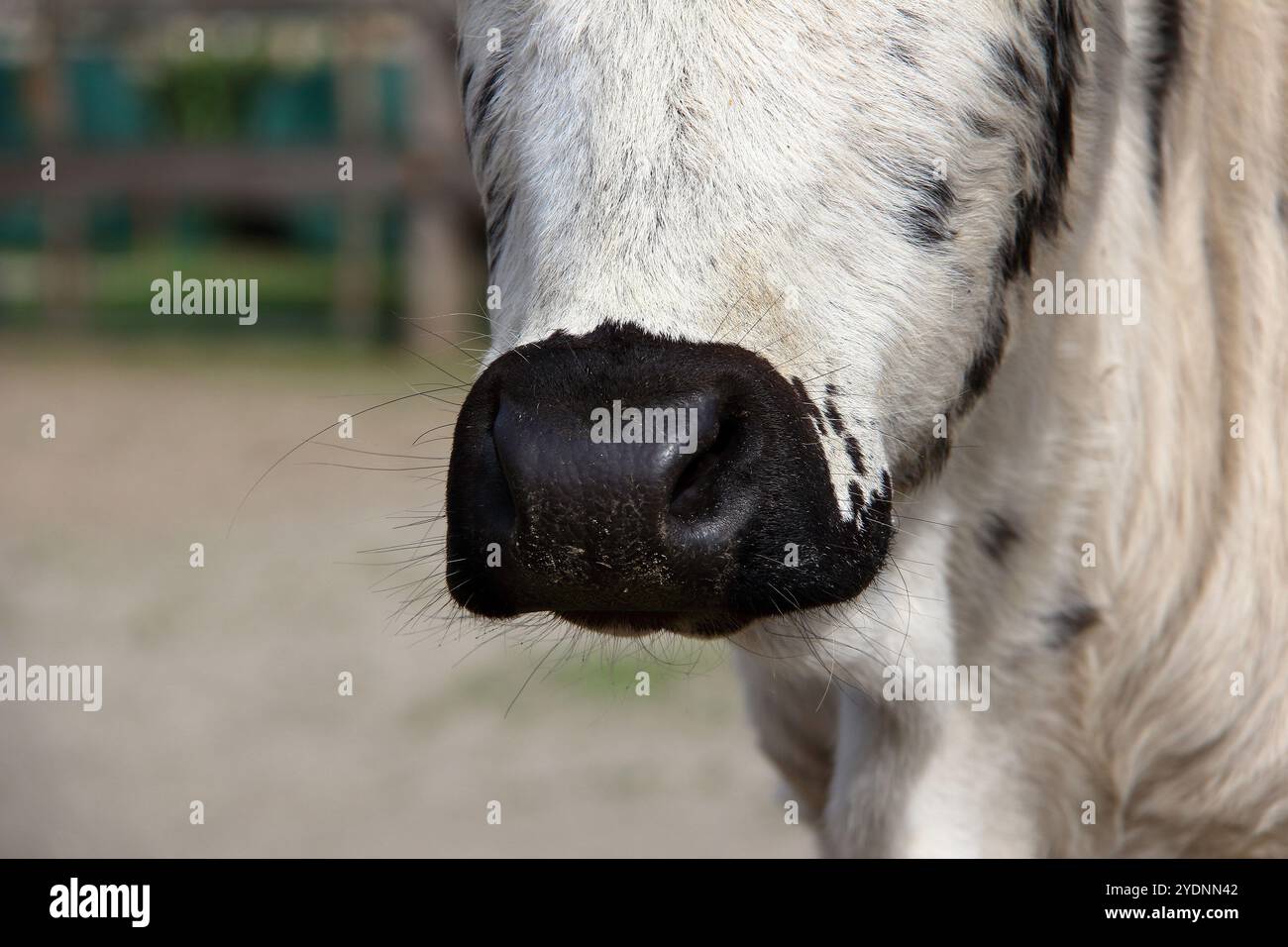Detailed close-up image of a cow's face highlighting its nose, texture ...