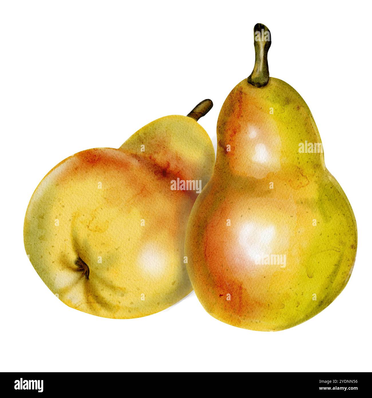 Composition of two pears. Green fruits with a red spot. Ripe juicy ...