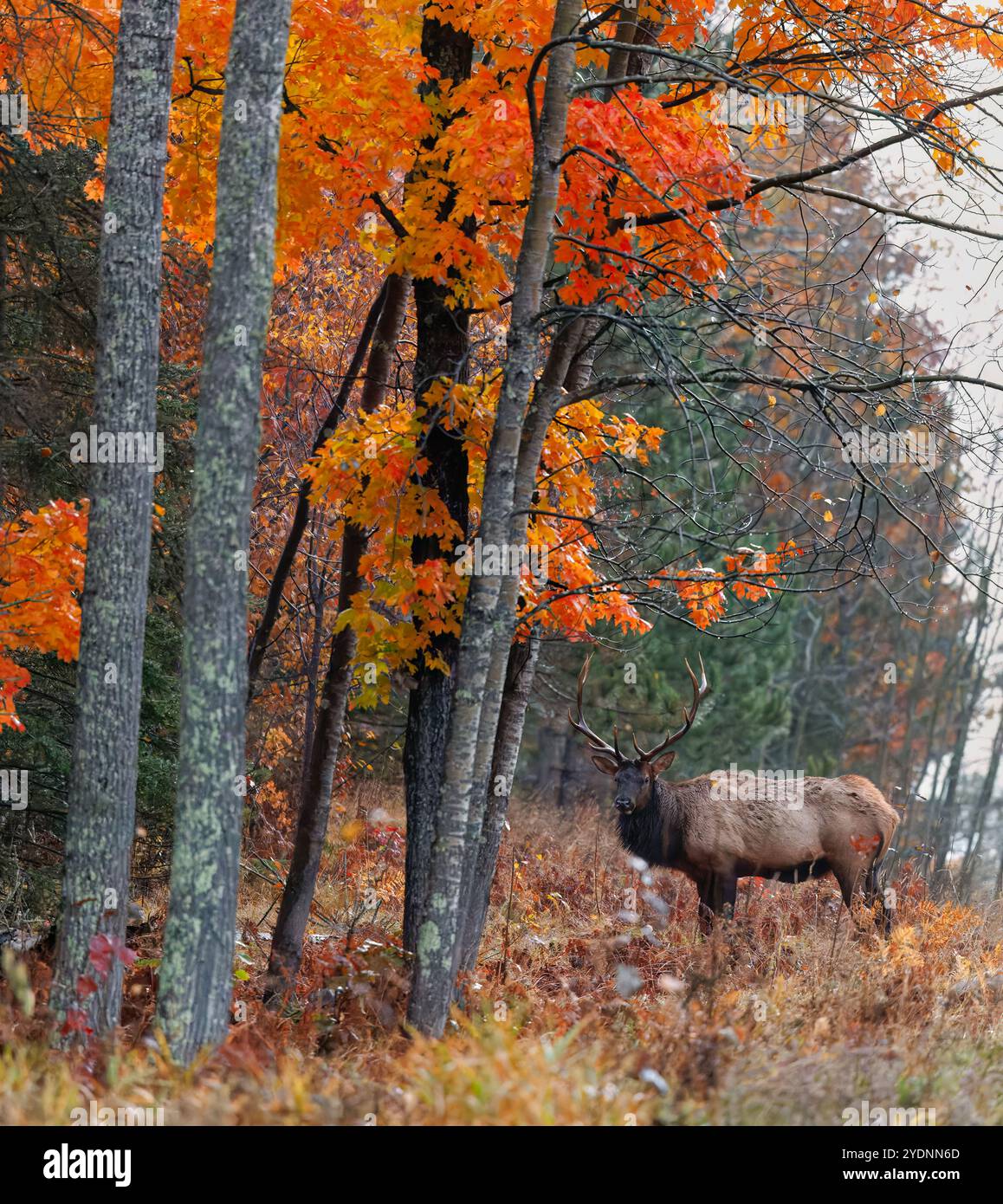 Bull elk during the rut in the Clam Lake area of northern Wisconsin ...