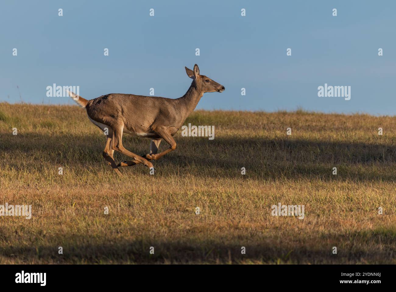 White-tailed doe running across a hayfield in northern Wisconsin Stock ...