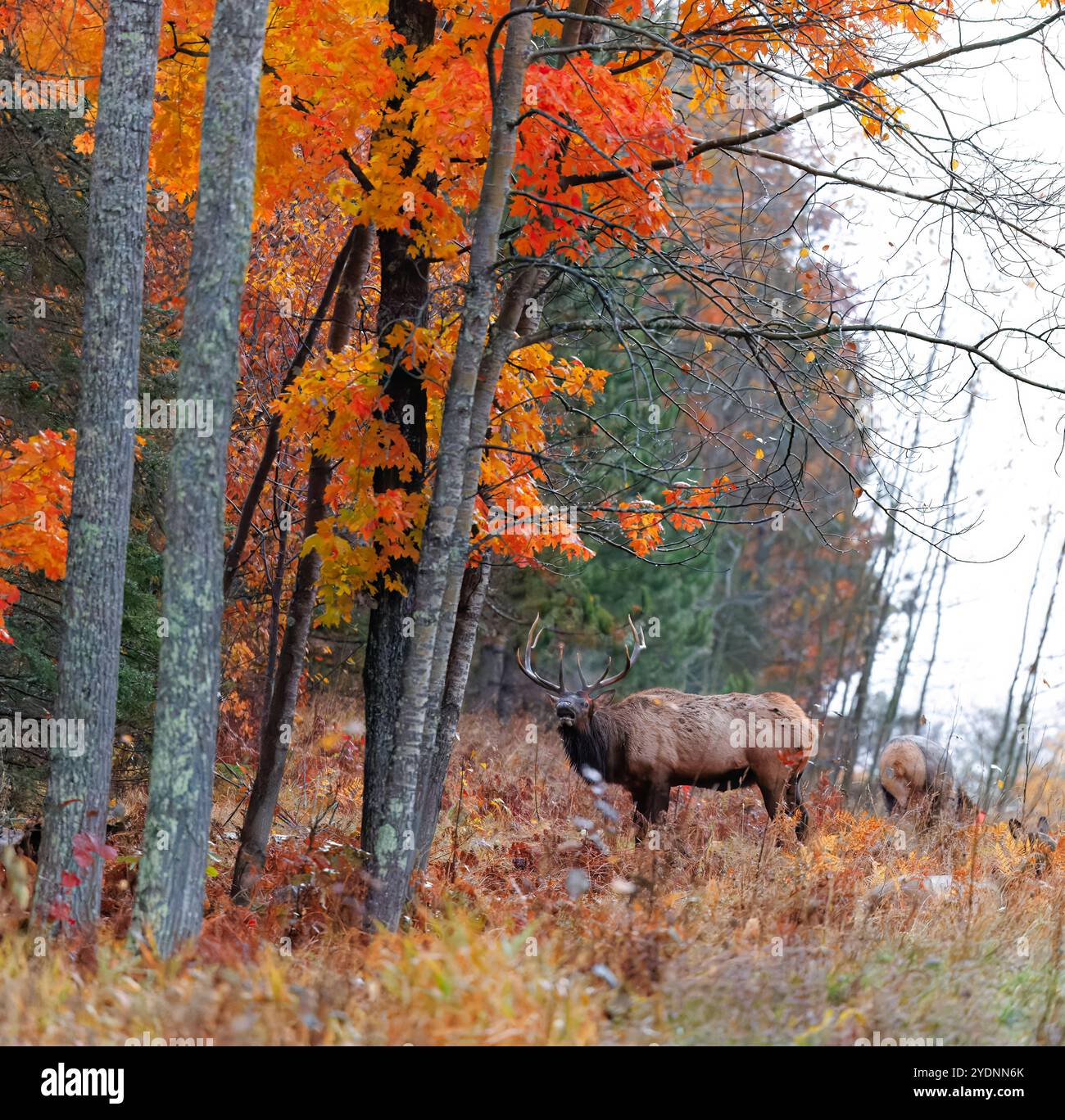 Bull elk during the rut in the Clam Lake area of northern Wisconsin ...