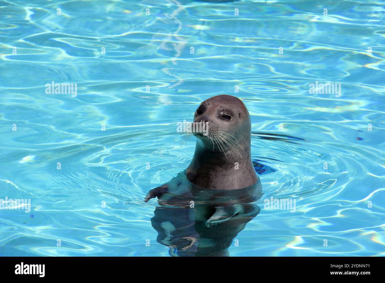 Curious Seal Swimming Gracefully in Clear Blue Water Stock Photo - Alamy