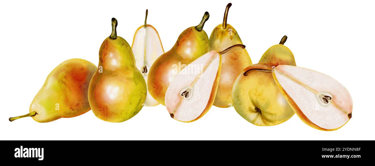 Large composition with pears. Many pears. Fruit border. Green ripe ...