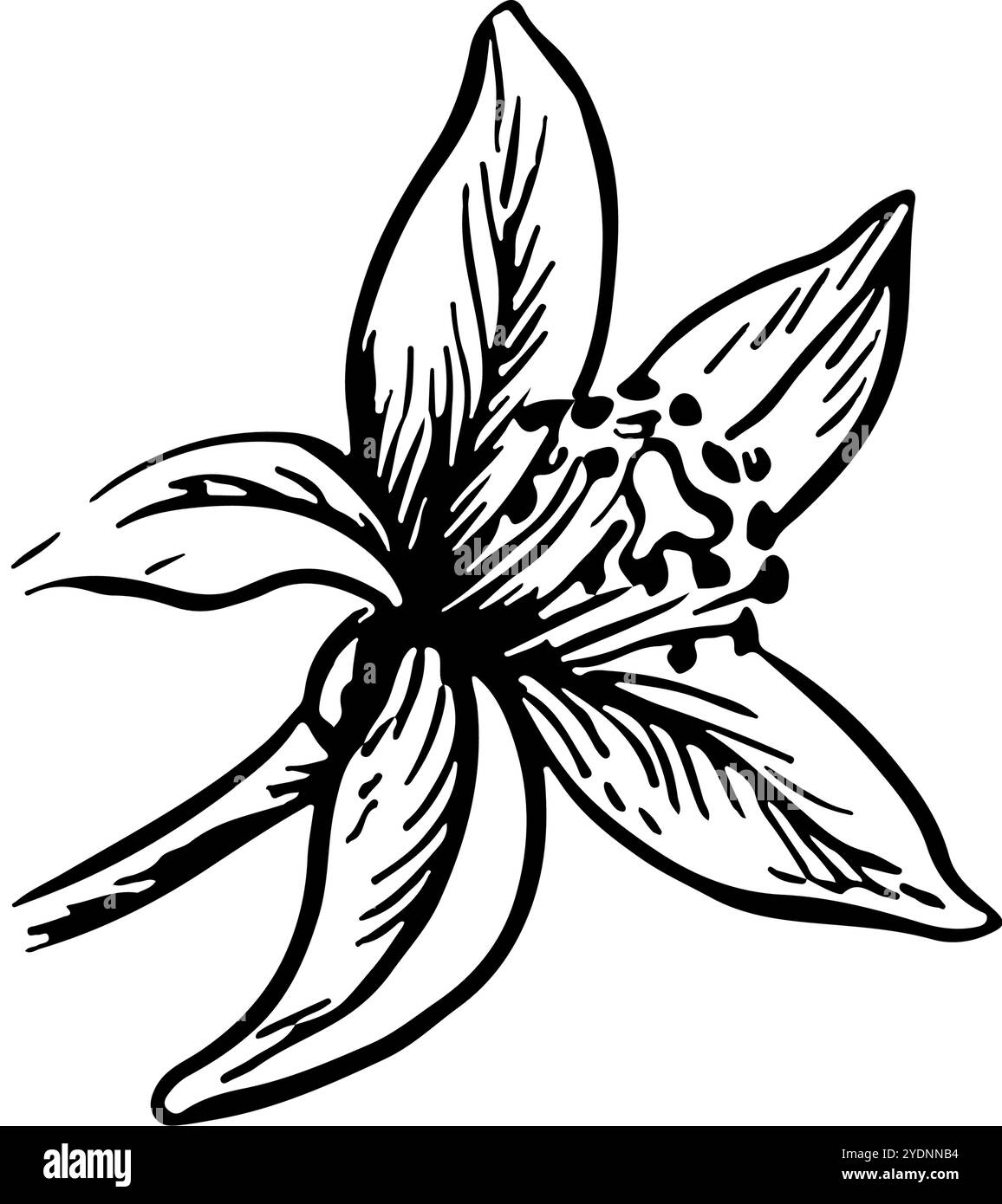 A citrus flower. Vector graphic illustration of lime, orange ...