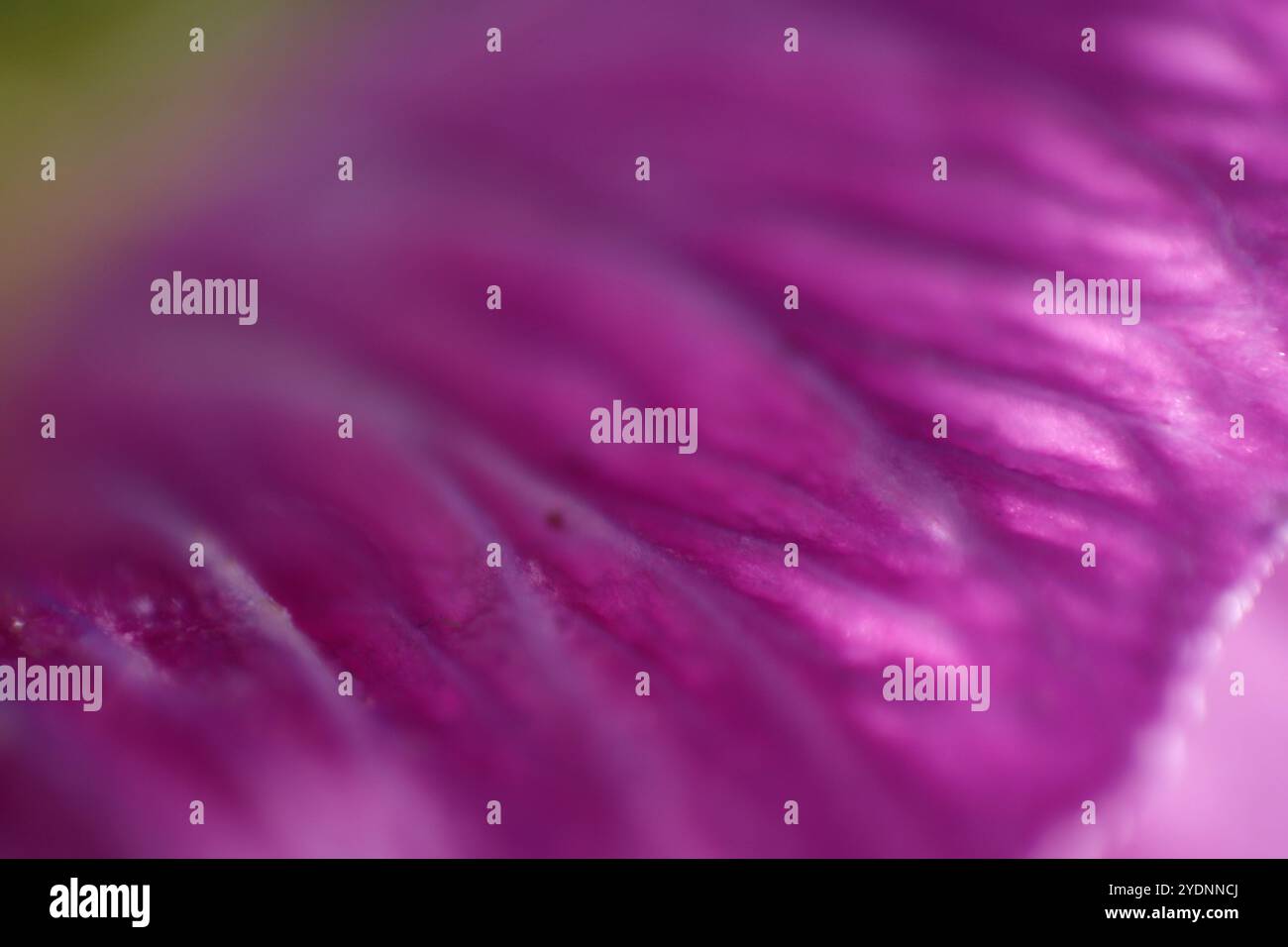 Abstract petal background hi-res stock photography and images - Alamy