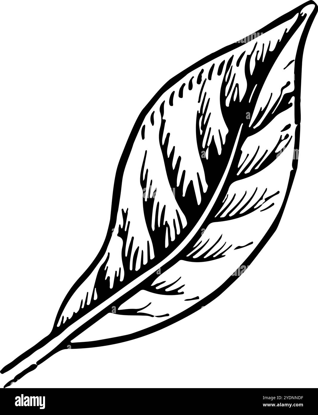A citrus tree leaf. Vector graphic illustration. A black and white hand ...
