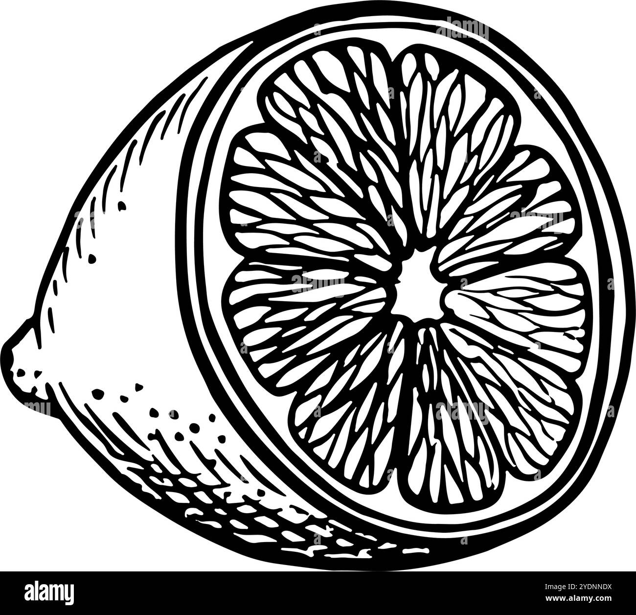 Half a lemon. Vector graphic illustration of a cut lime. A black and ...