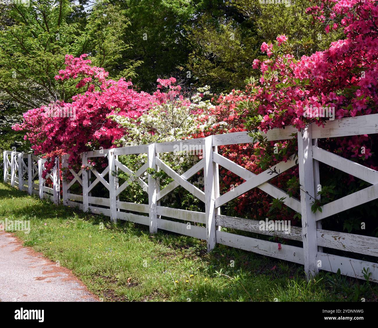 Colorful Azalea lines fence has pink and white blooming azaleas. Fence ...