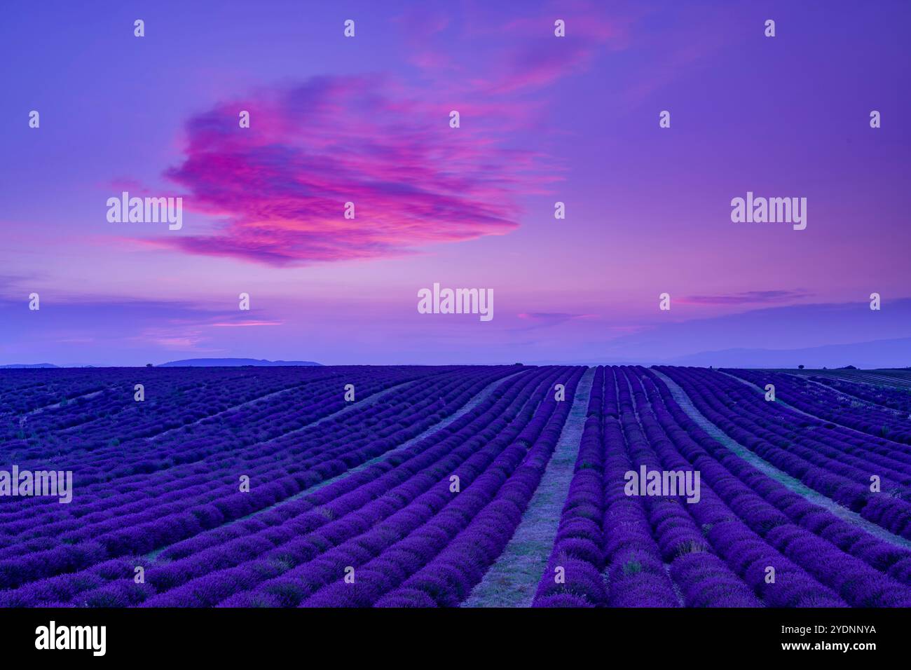 Lavender field in bloom purple flowers hi-res stock photography and ...