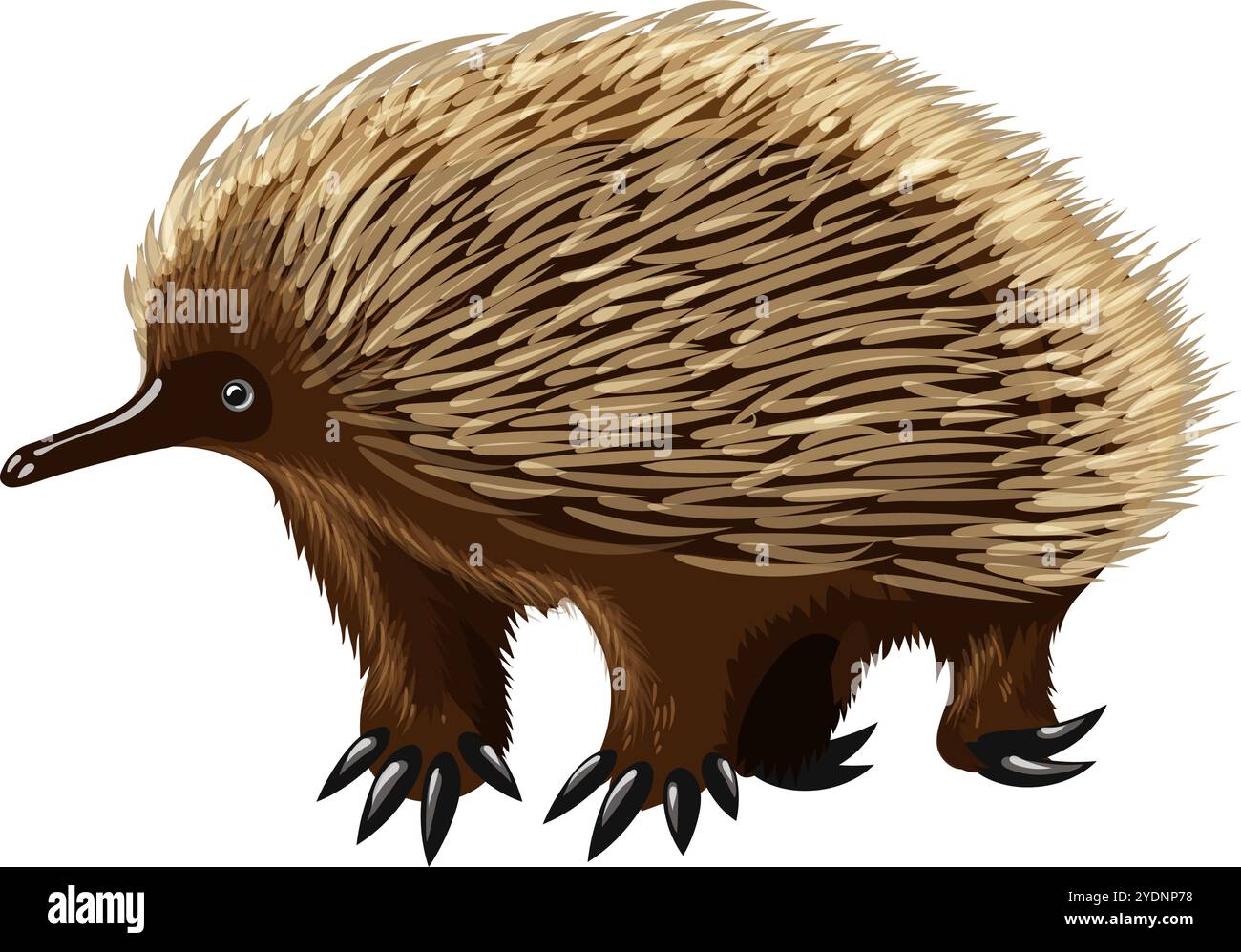 Colorful Echidna animal Stock Vector Image & Art - Alamy