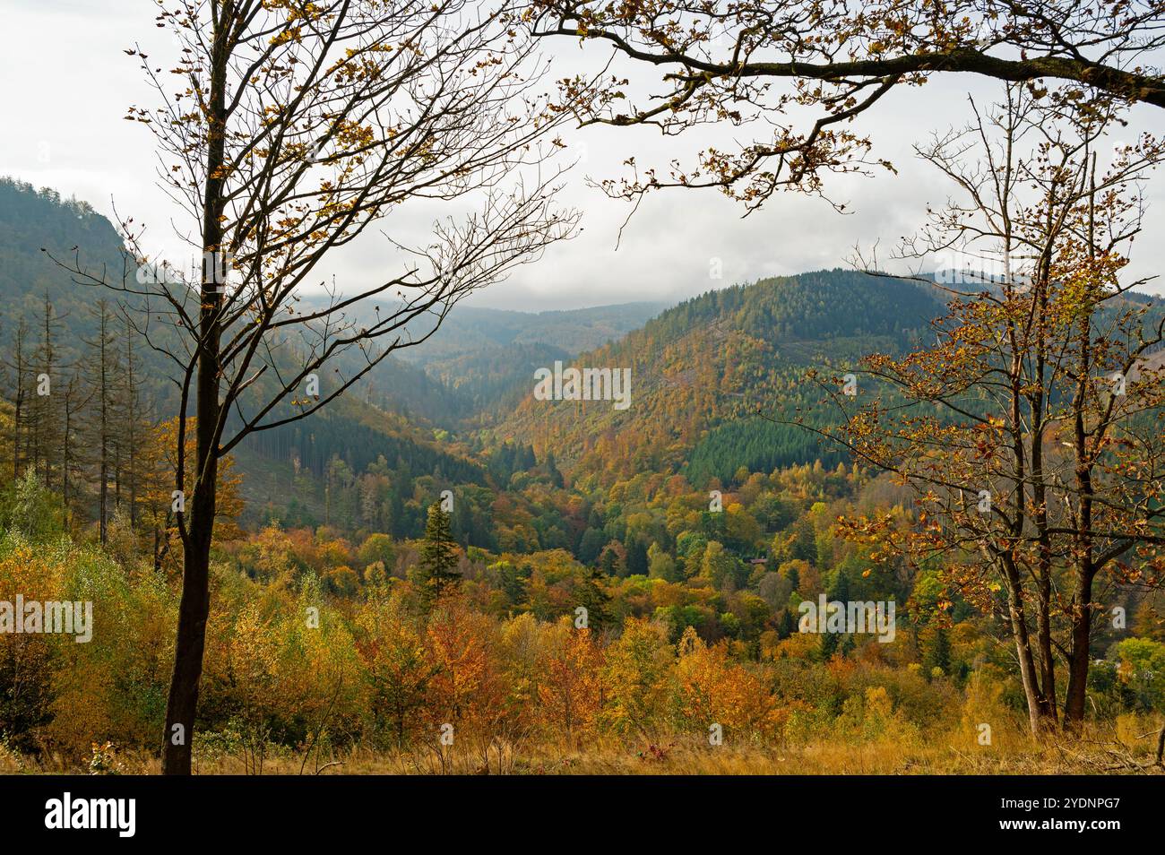 Thuringian Forest near Bad Tabarz in autumn Stock Photo - Alamy