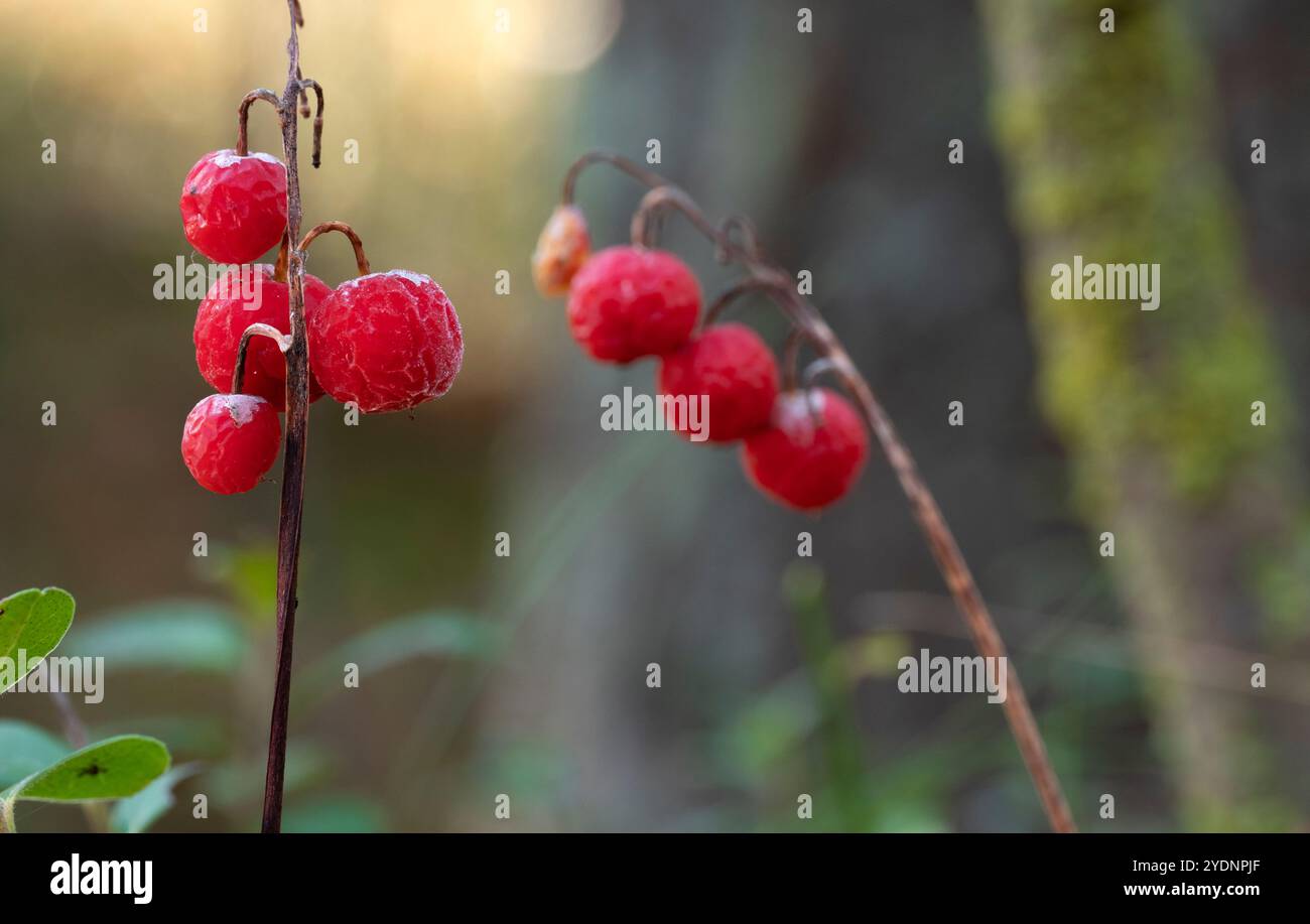 Red berries of lilies of the valley covered with frost in autumn forest ...
