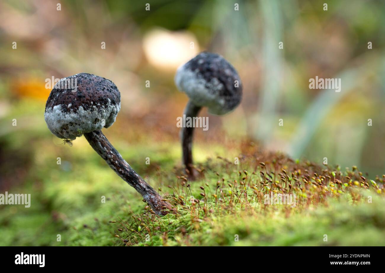 Old mushrooms covered with mold, growing in the forest on a mossy tree ...