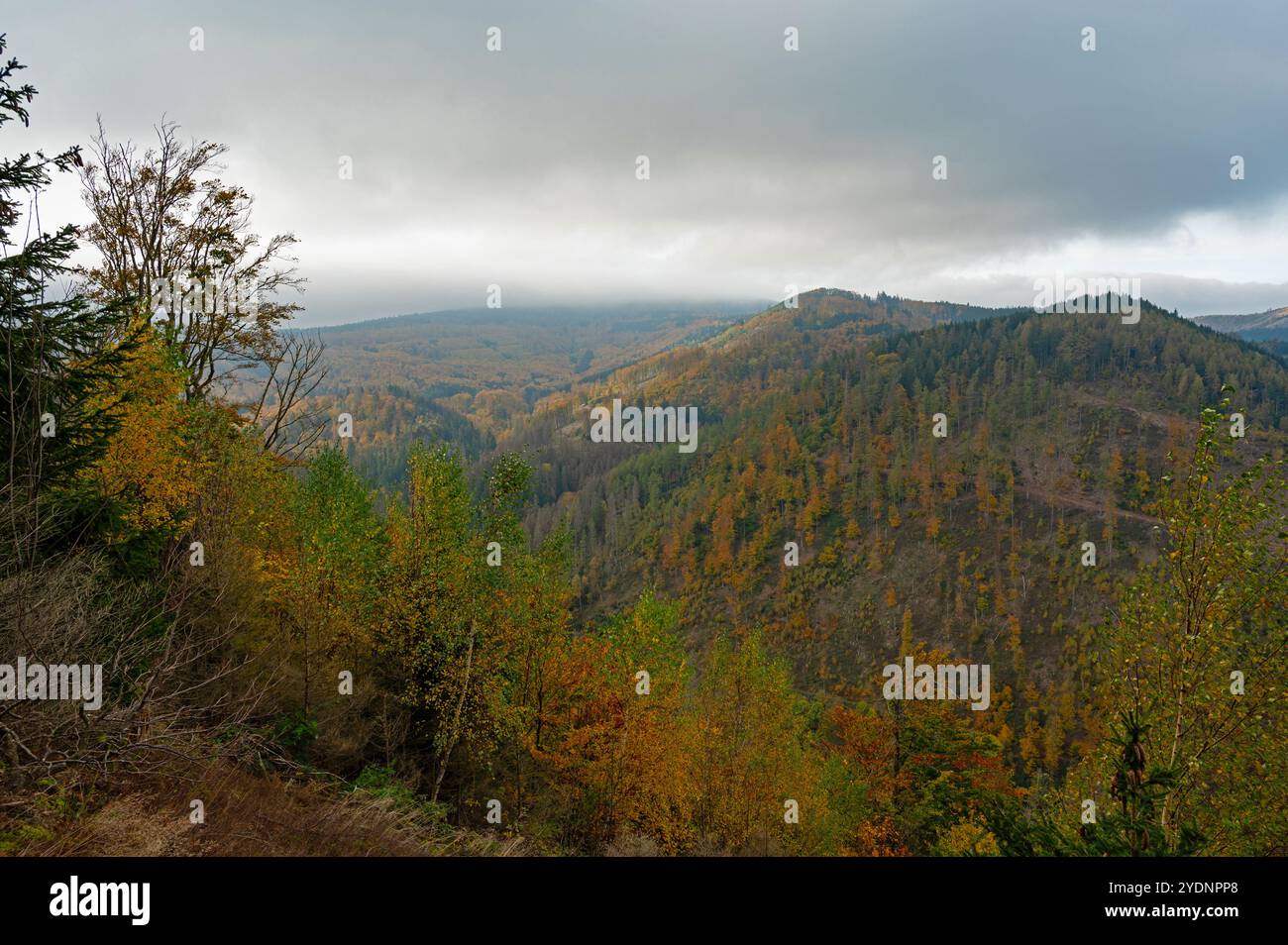 Thuringian Forest near Bad Tabarz in autumn Stock Photo - Alamy