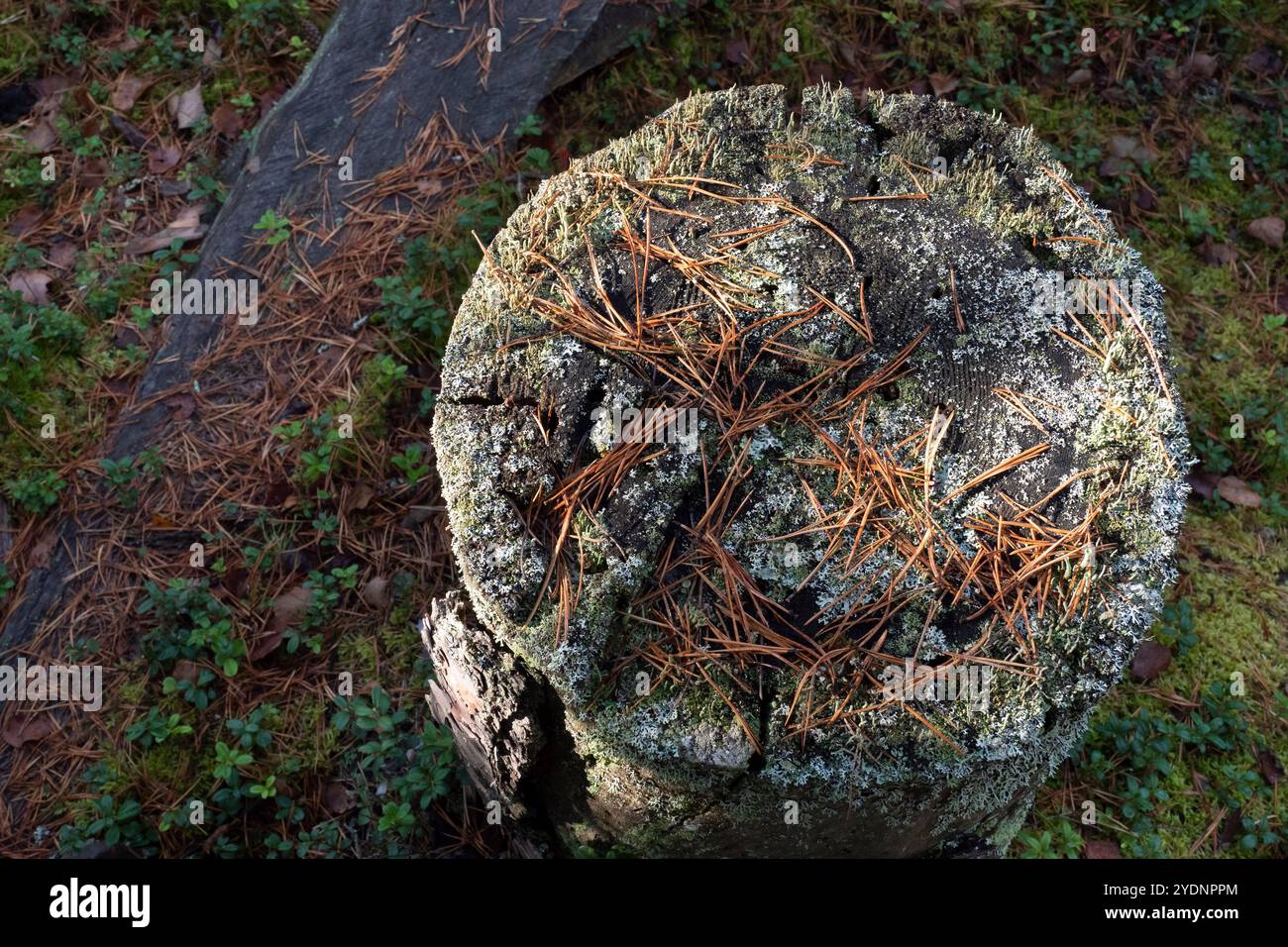 Tree stump covered with blue moss and lichen in autumn forest. Nature ...