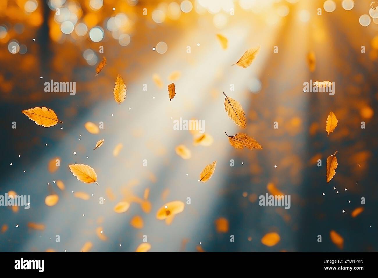 Leaves twirl gracefully in the warm light of sunset, enveloping the ...