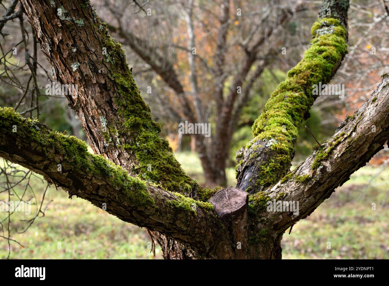 Old trees in the autumn forest. Nature background. Nature scene Stock ...
