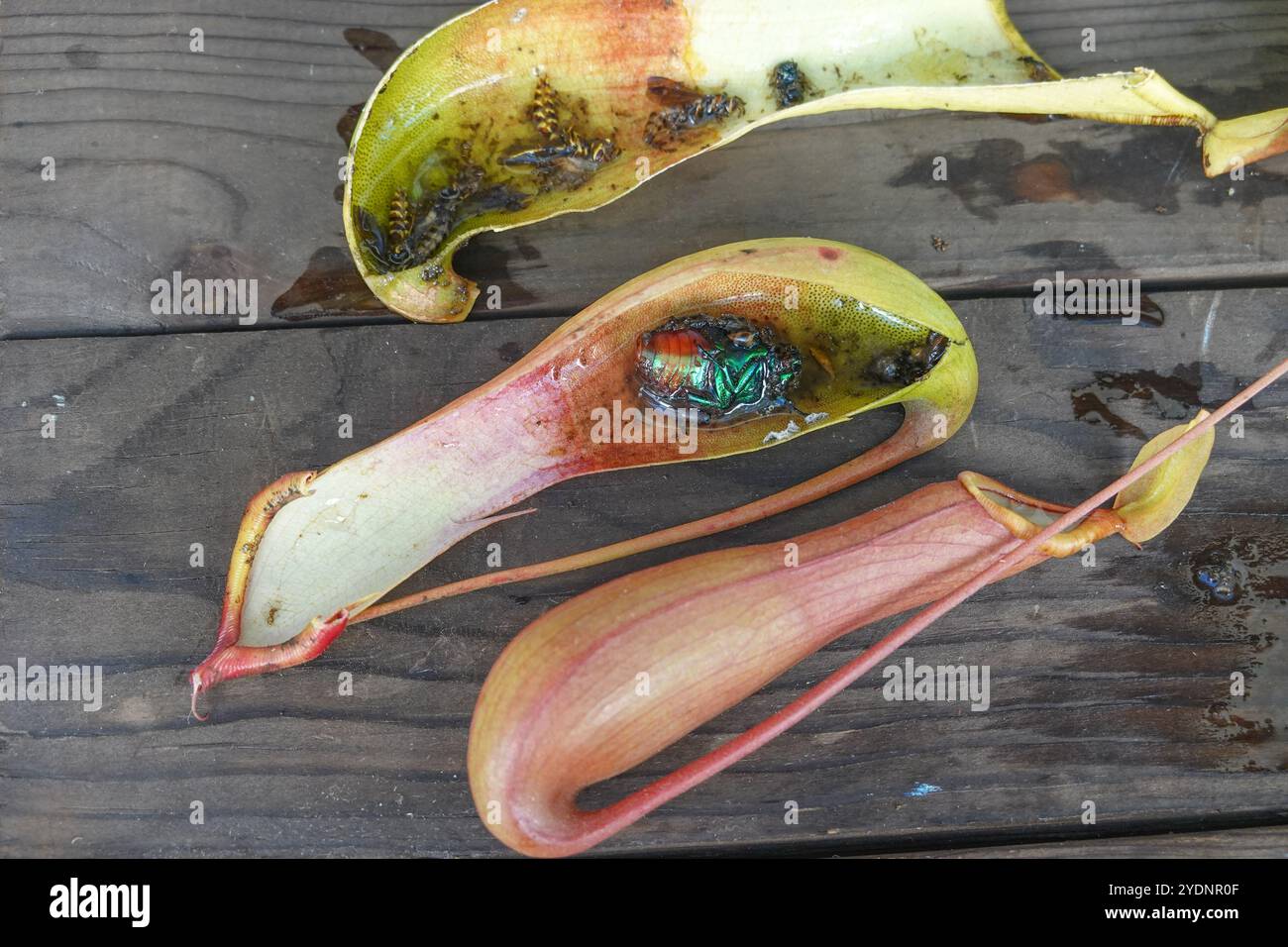 Pitcher plant is a carnivorous plant which has leaves known as pitfall ...