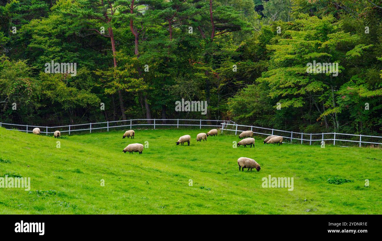 Nestled atop a 1,400-meter (4,600 ft) plateau in Yamanashi Prefecture’s ...