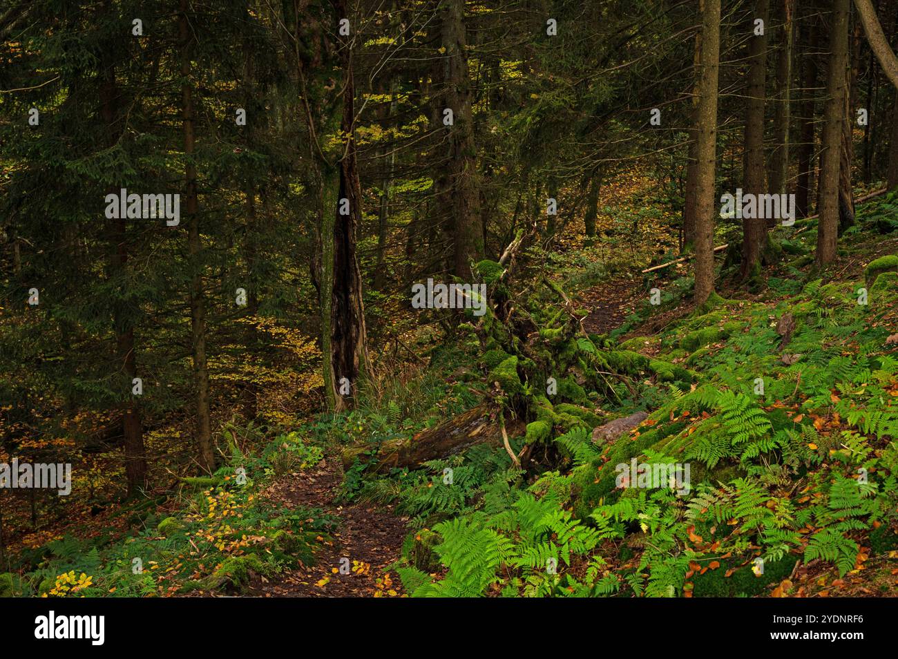Thuringian forest autumn hi-res stock photography and images - Alamy