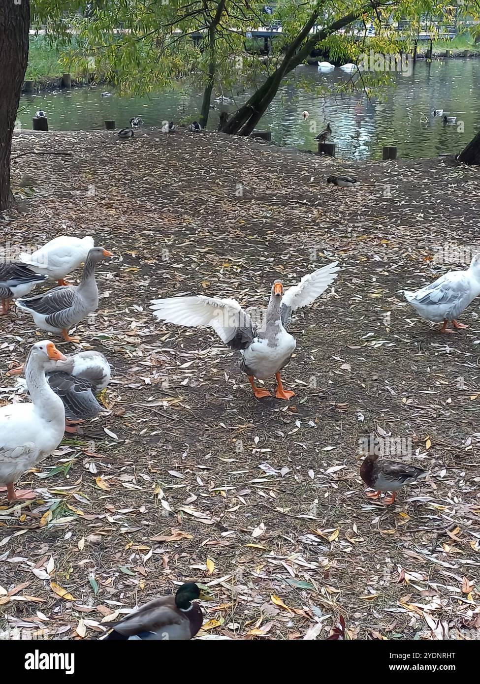 Serene wetland scene ducks swimming hi-res stock photography and images ...