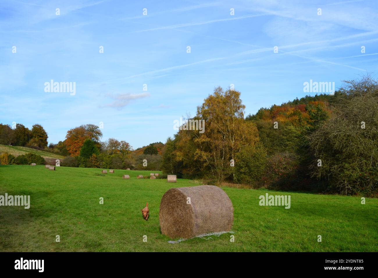 Countryside around the infant River Darent water meadows, Hosey Common ...