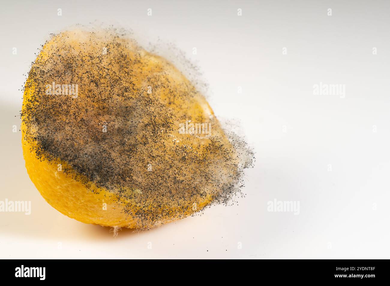 Orange with mold hi-res stock photography and images - Alamy