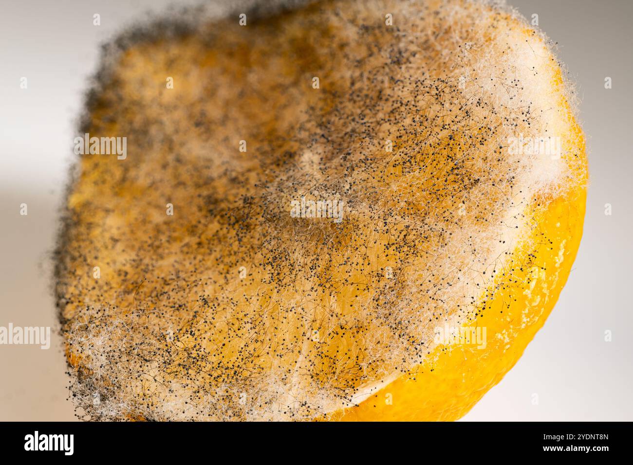 Orange with mold hi-res stock photography and images - Alamy