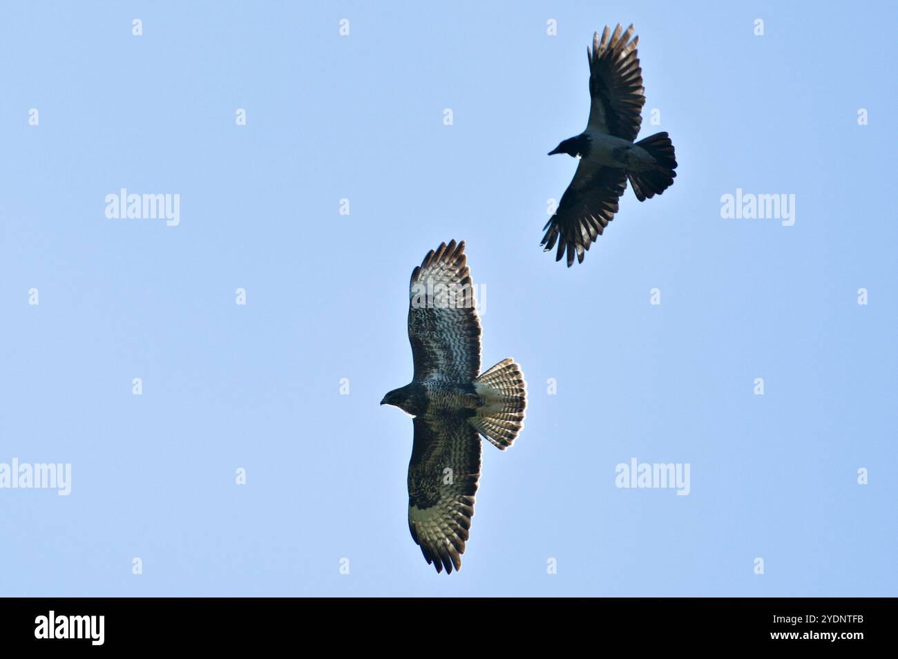 Hooded crow is attacking bird of prey Buteo buteo aka common buzzard in ...