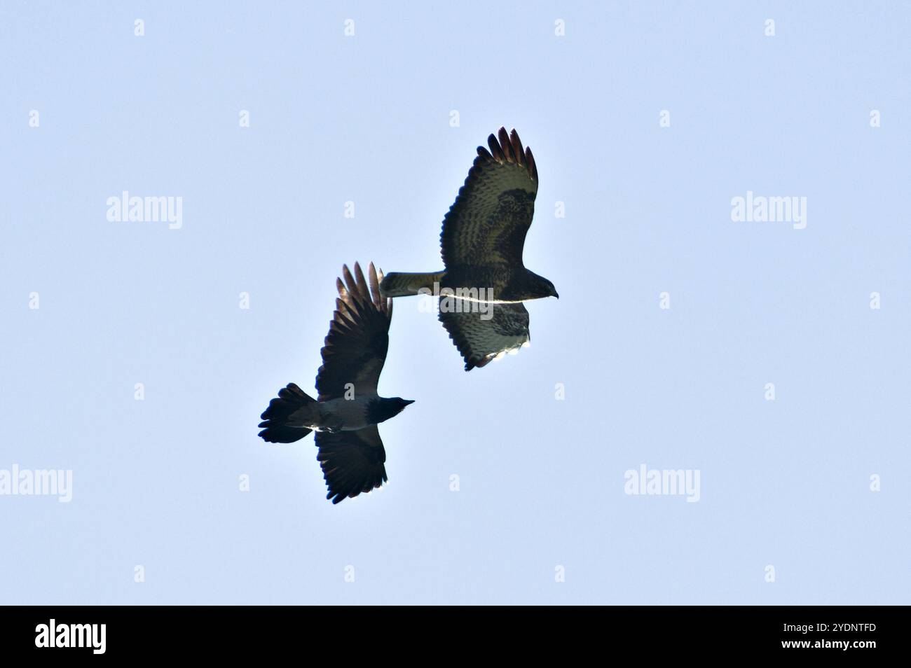 Hooded crow is attacking bird of prey Buteo buteo aka common buzzard in ...