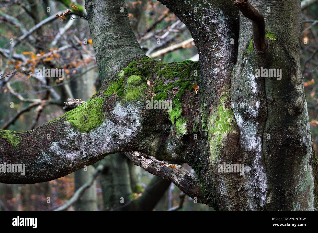 Funny branch looks like elephant. Moss covered tree. Wild nature in ...