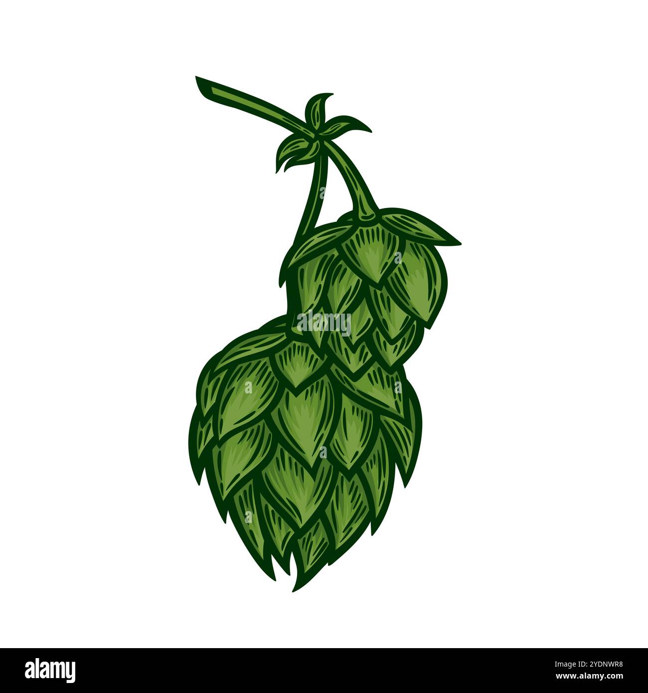 Fresh green hops Stock Vector Images - Alamy