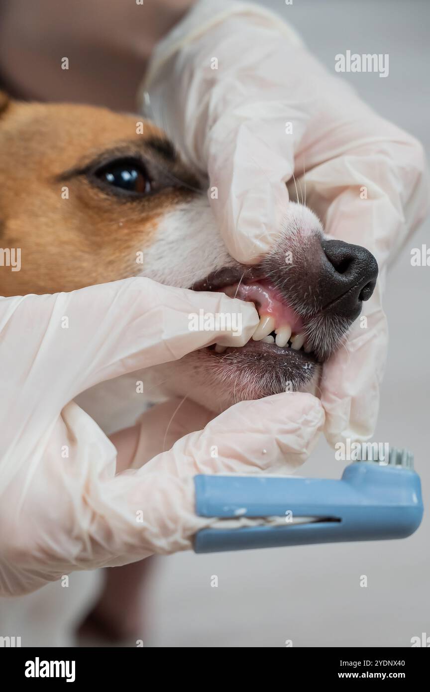 A vet is cleaning the teeth of a Jack Russell Terrier. Vertical photo ...