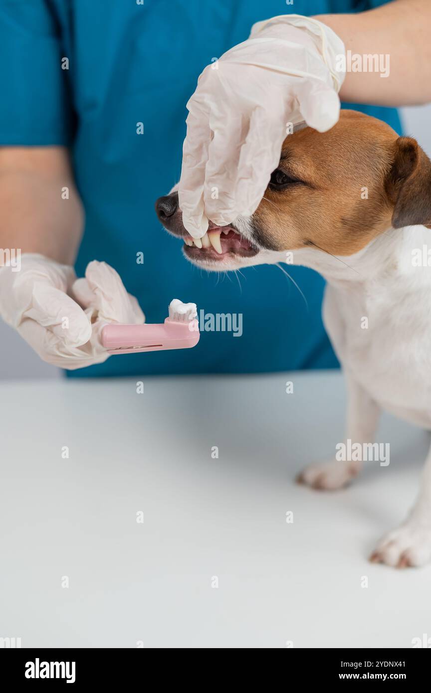 A vet is cleaning the teeth of a Jack Russell Terrier. Vertical photo ...