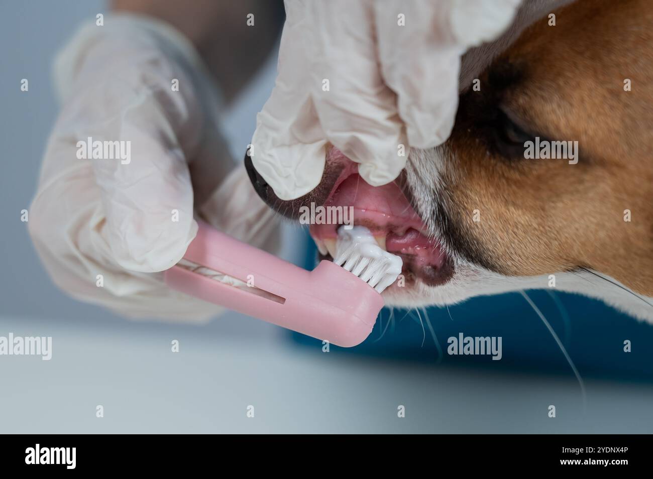 A vet is cleaning the teeth of a Jack Russell Terrier Stock Photo - Alamy